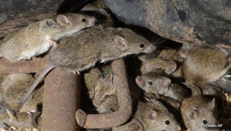 Mice motion shifts inertia